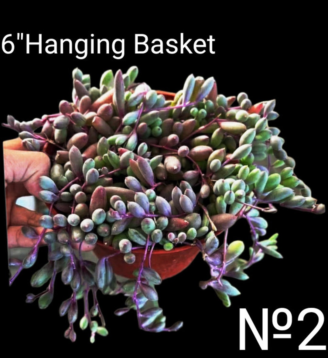 The Othonna Capensis Ruby Necklace String of Ruby Necklaces - Etsy