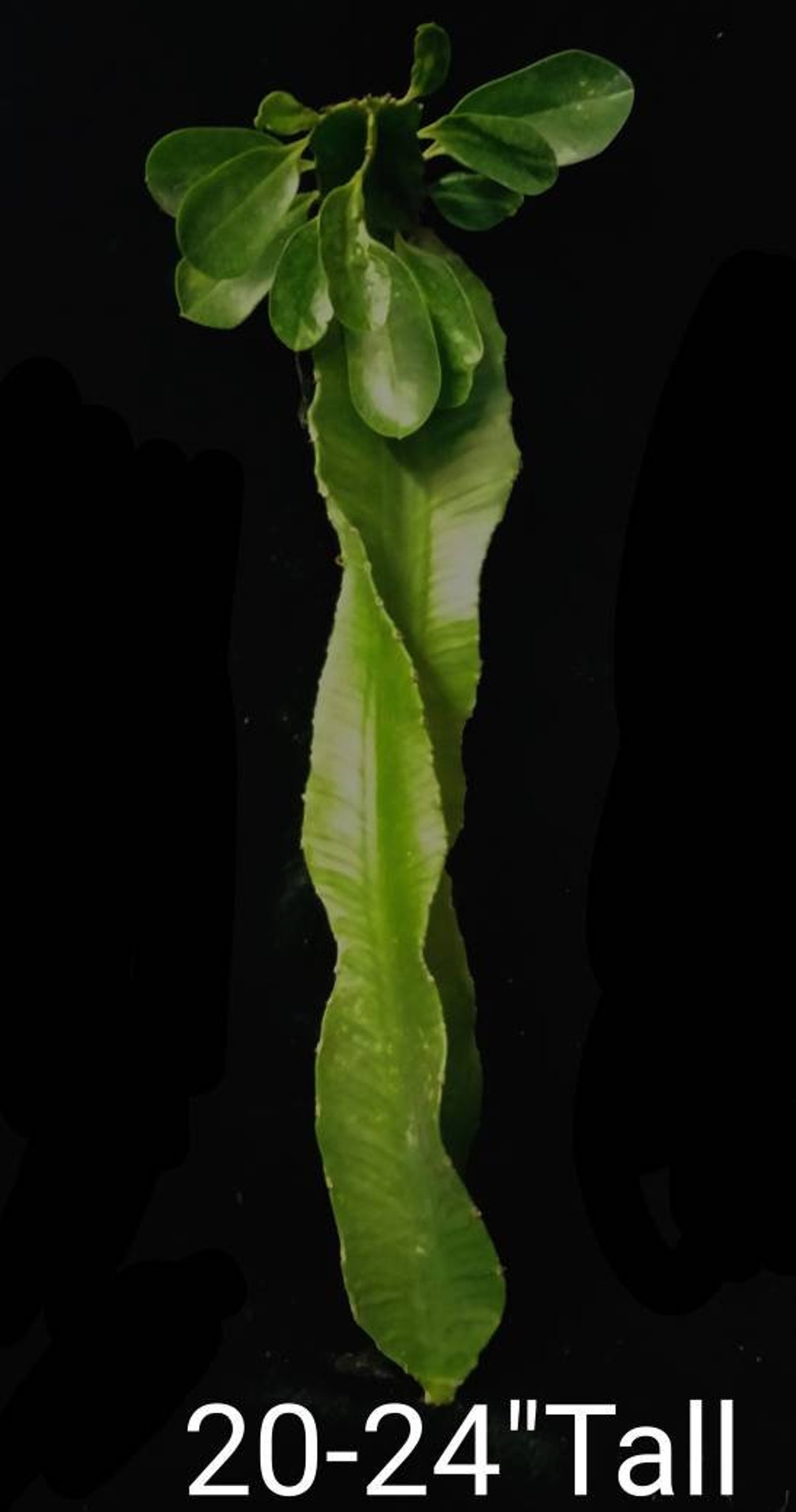 Euphorbia Ampliphylla, Very Thin & Tall, Gangly Columnar Candelabra ...