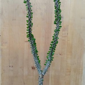 Alluaudia Procera, Madagascar Ocotillo, Unusual Spiny Succulent, Thick ...