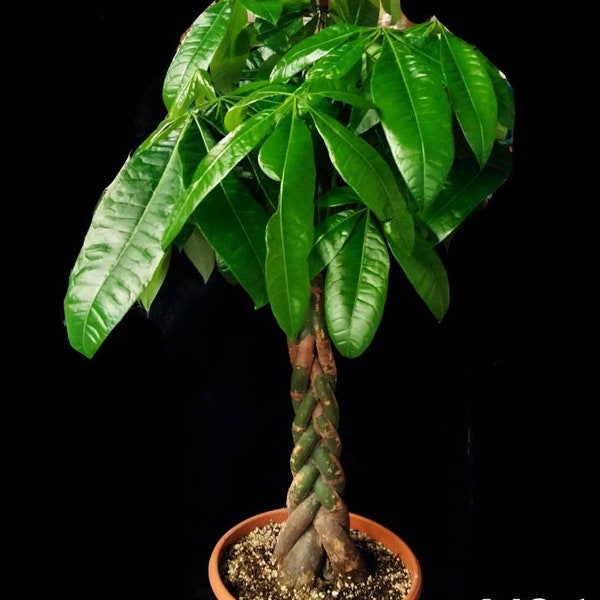 Tall Money Tree - Etsy