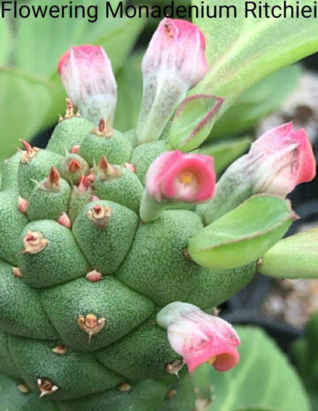 Euphorbia Ritchiei, Monadenium Ritchiei, Special Rare Unique Cacti ...