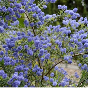California Lilac, Ceanothus Thyrsiflorus. USDA Zones 7-10. Cuttings - Etsy