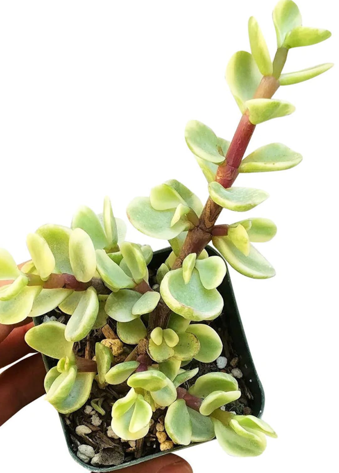 XL Portulacaria Afra, Elephant Bush, Spekboom, Edible Leaves, Pre ...