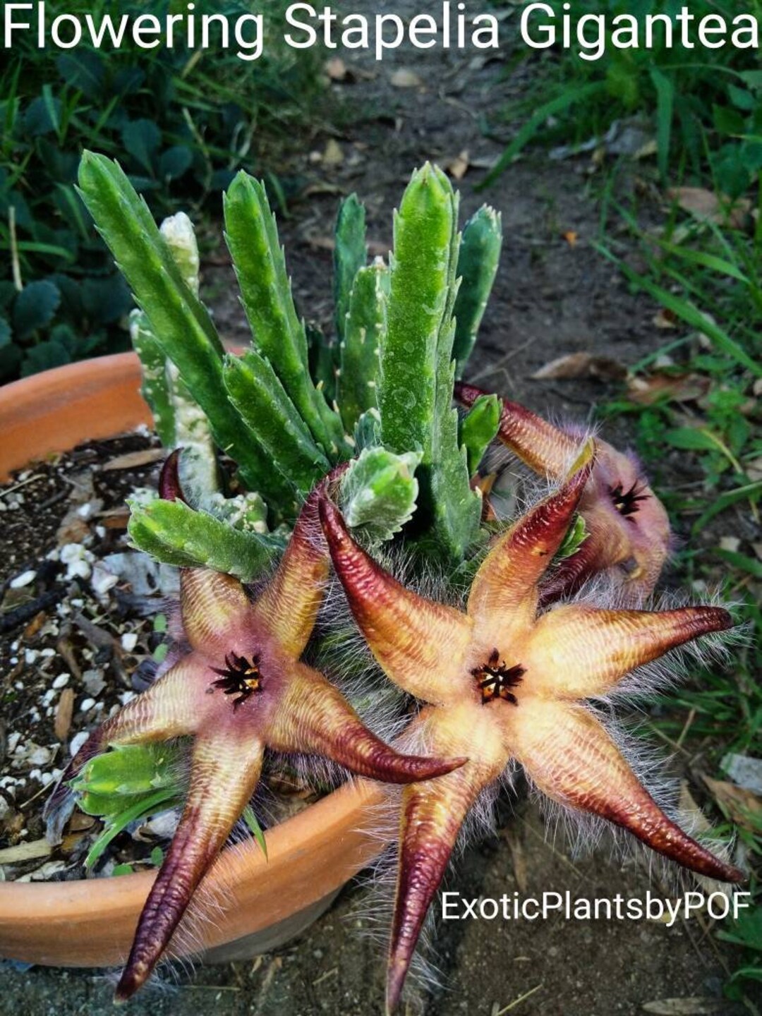 Stapelia Gigantea, Zulu Giant, a Spine-free 4-angled Leaf Succulent ...