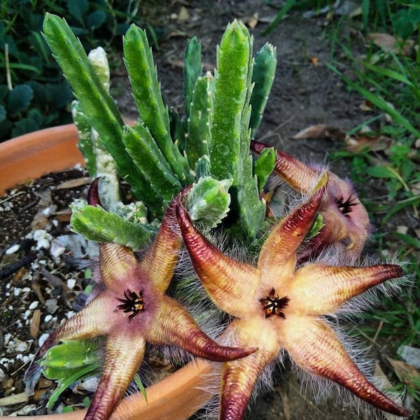 Stapelia - Etsy