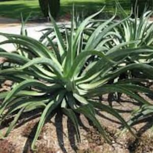 Agave Vilmoriniana, Octopus Agave, Untoothed Arching and Twisting ...