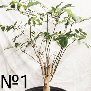 Stubby Bonsai, 2-4 Years Old, Shipped Bareroot, Ash Trees 'lightning ...