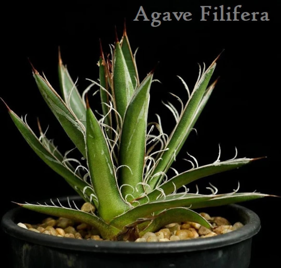 Agave Filifera, Thread Agave, Forming Striking Rosettes of Stiff ...