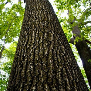 Stubby Bonsai, 2-4 Years Old, Shipped Bareroot, Ash Trees 'lightning ...