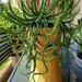 Extra Large Ponytail Palm. Stunning Bulboustrunk & Lush Long Curly ...