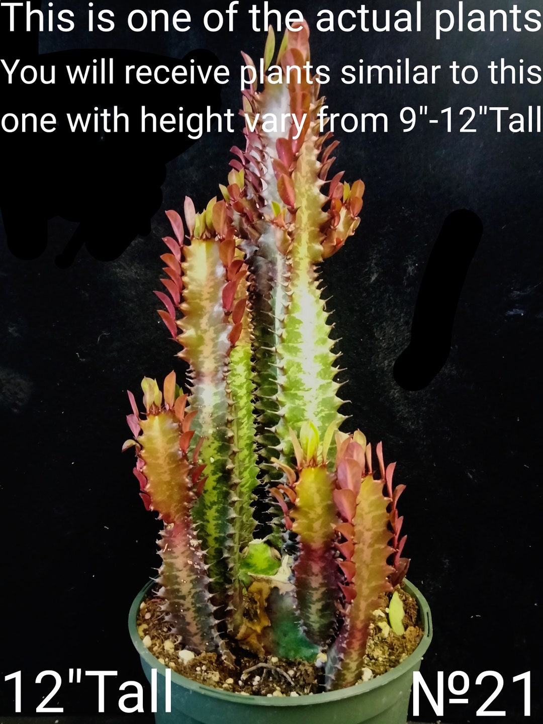XL Red Euphorbia Trigona African Milk Tree Cathedral Cactus - Etsy