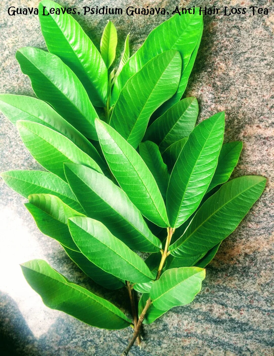 Organic Fresh Leaves for Tea: Olive Leaves, Guava Leaves, Aloe Vera ...