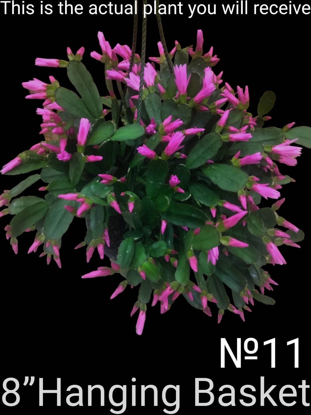 Easter Cactus Rhipsalidopsis Gaertneri, Red, Orange, Pink & Purple. - Etsy