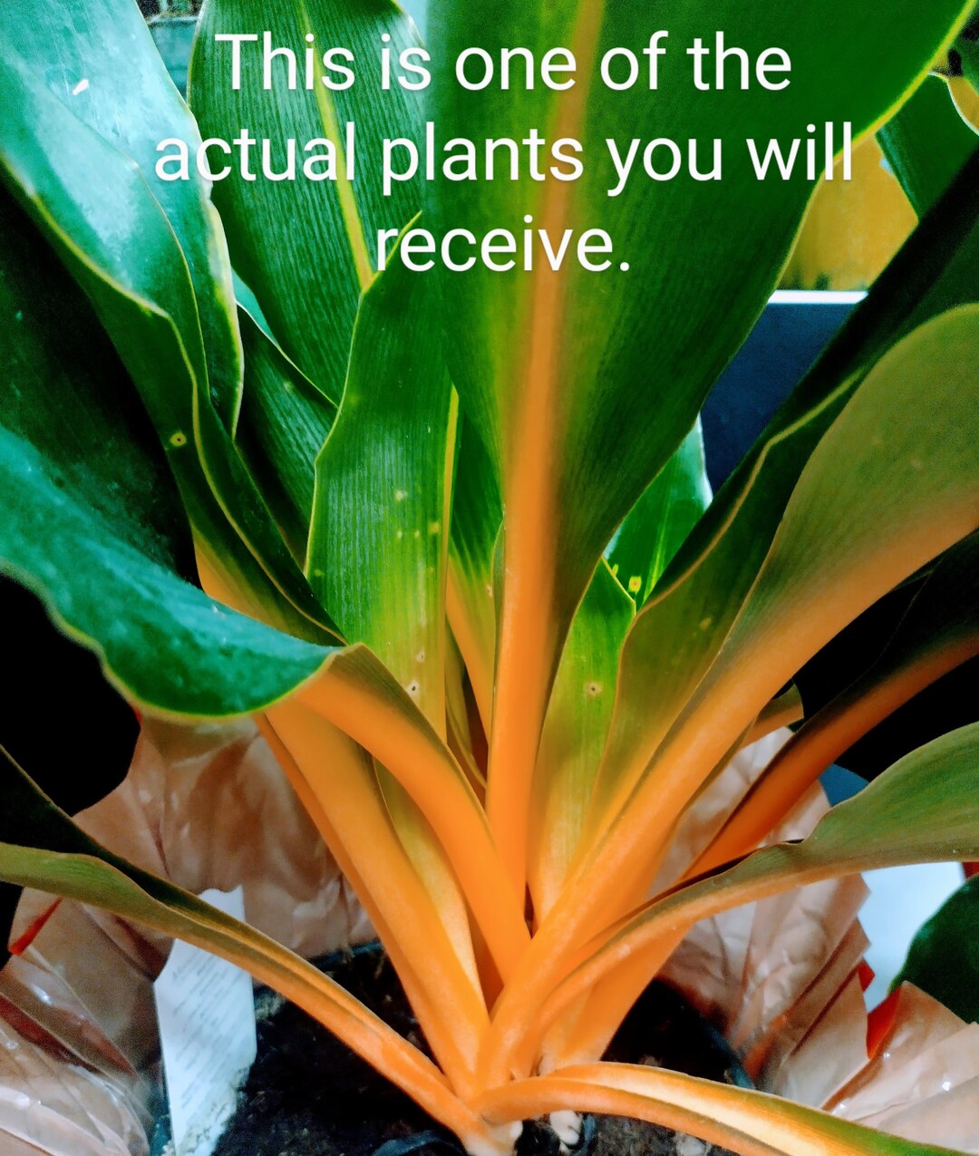 Chlorophytum Fire Flash Plant, Chlorophytum Orchidastrum - Etsy