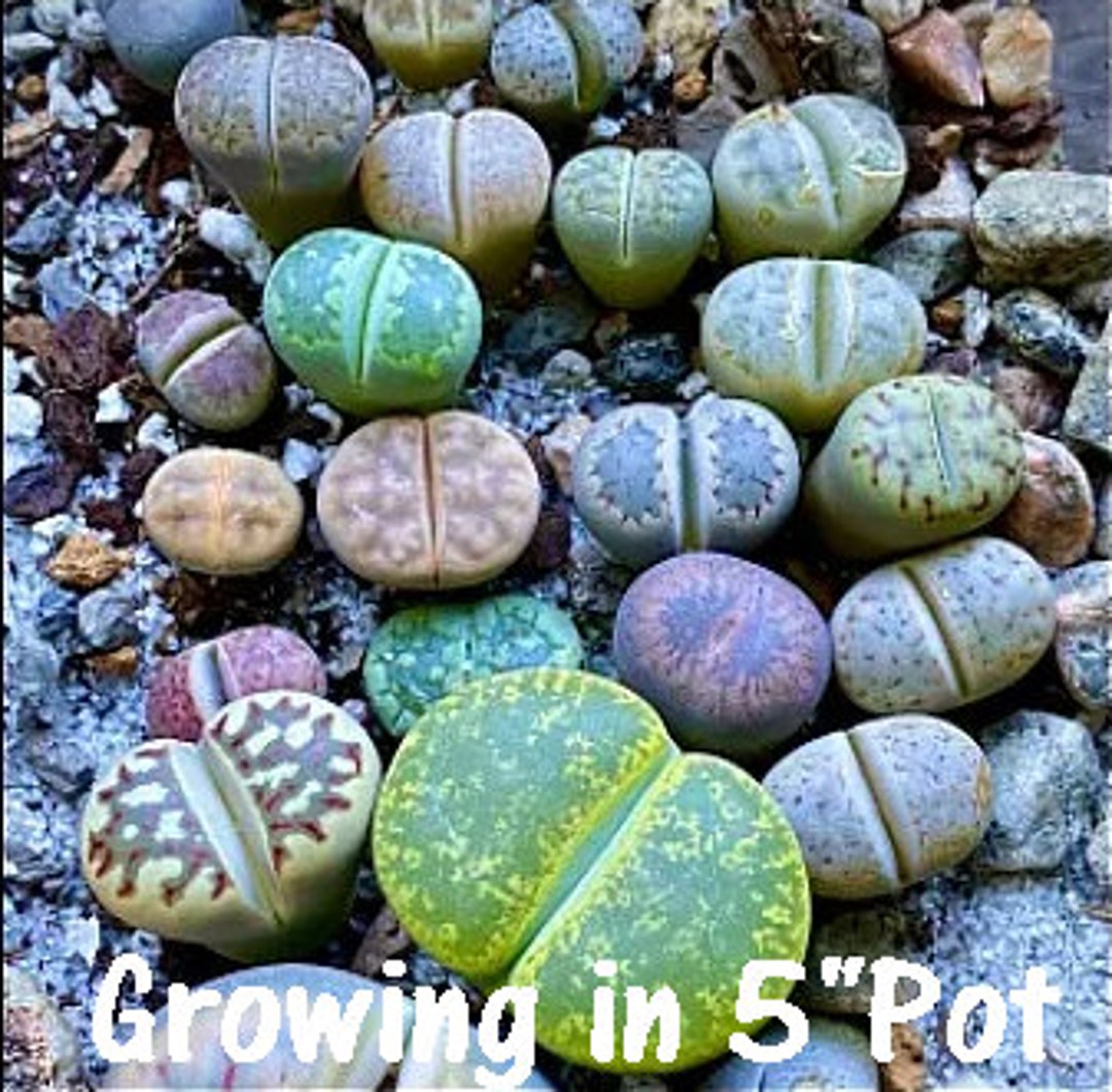 Lithops, Living Stones, One of the Most Unique Succulents, Their Crazy ...