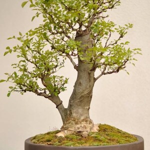 Stubby Bonsai, 2-4 Years Old, Shipped Bareroot, Ash Trees 'lightning ...