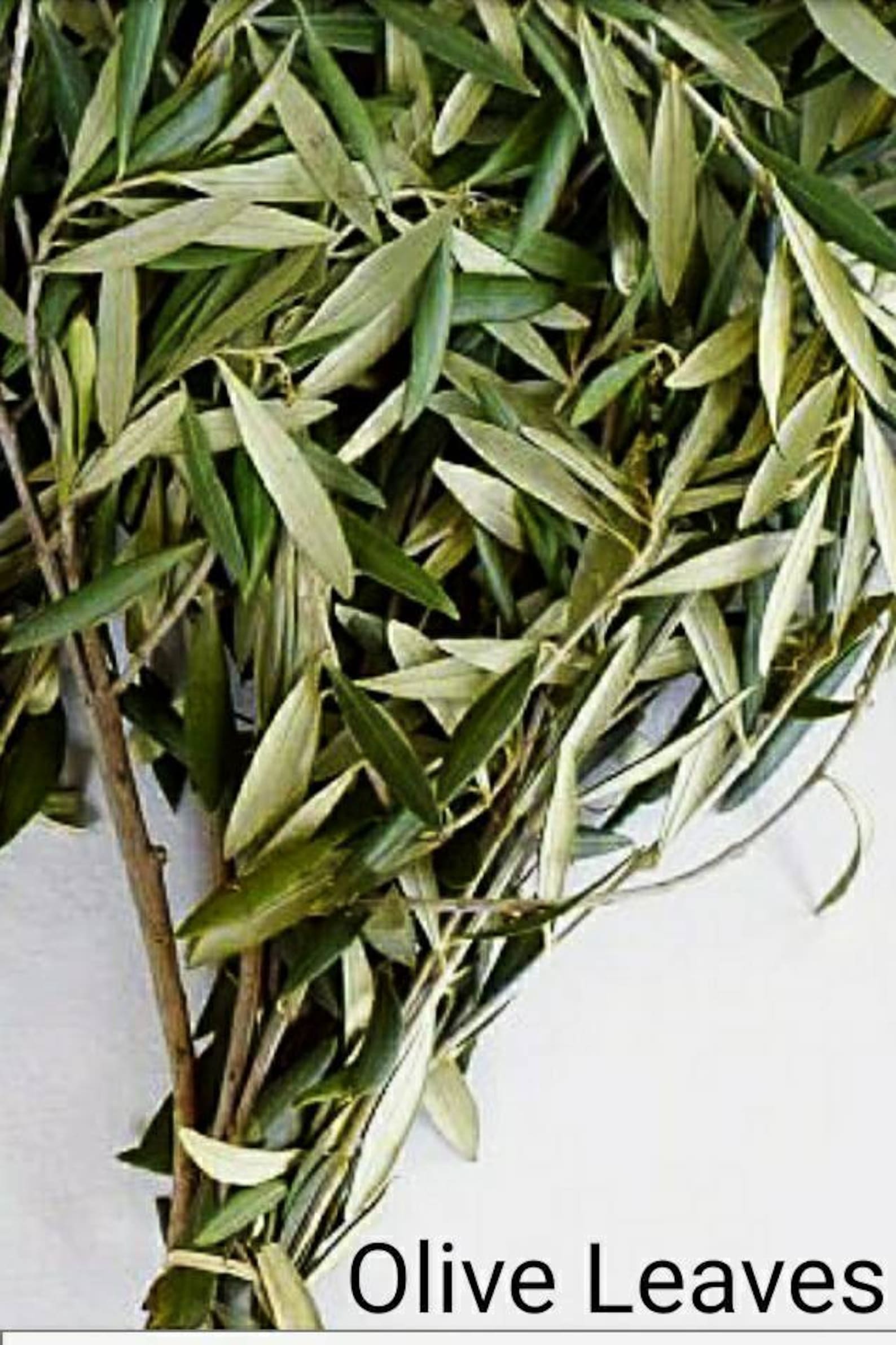 Organic Fresh Leaves for Tea: Olive Leaves Guava Leaves Aloe - Etsy