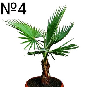 Washingtonia Robusta, Mexican Fan Palm, the Skyduster Palm, Fast ...