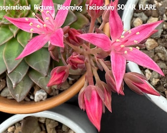 Gymnocalycium Saglionis Giant Chin Cactus a Globular Cactus - Etsy