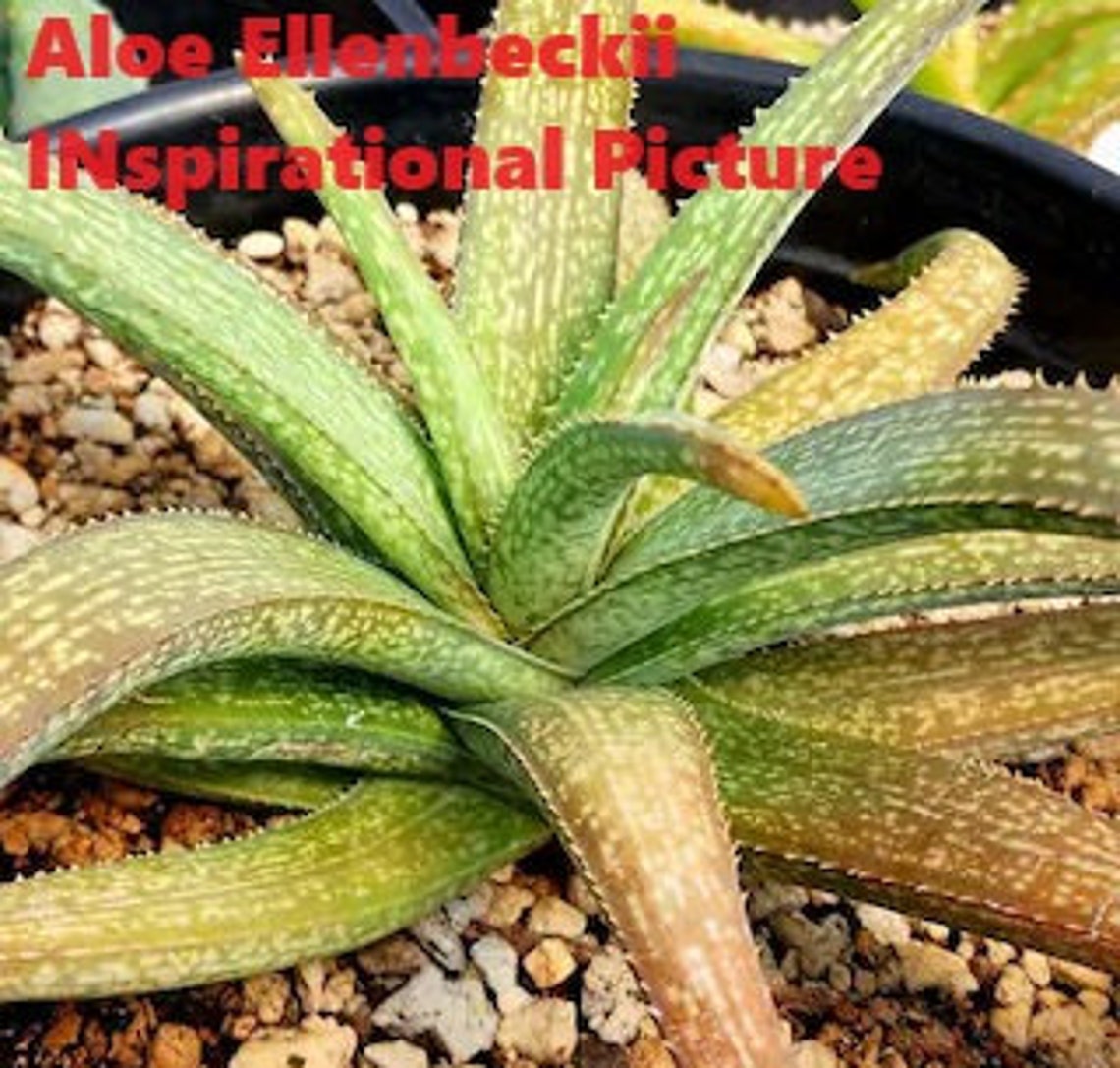 Aloe Ellenbeckii, Aloe Dumetorum, Gorgeous Foliage Colors and Stunning ...