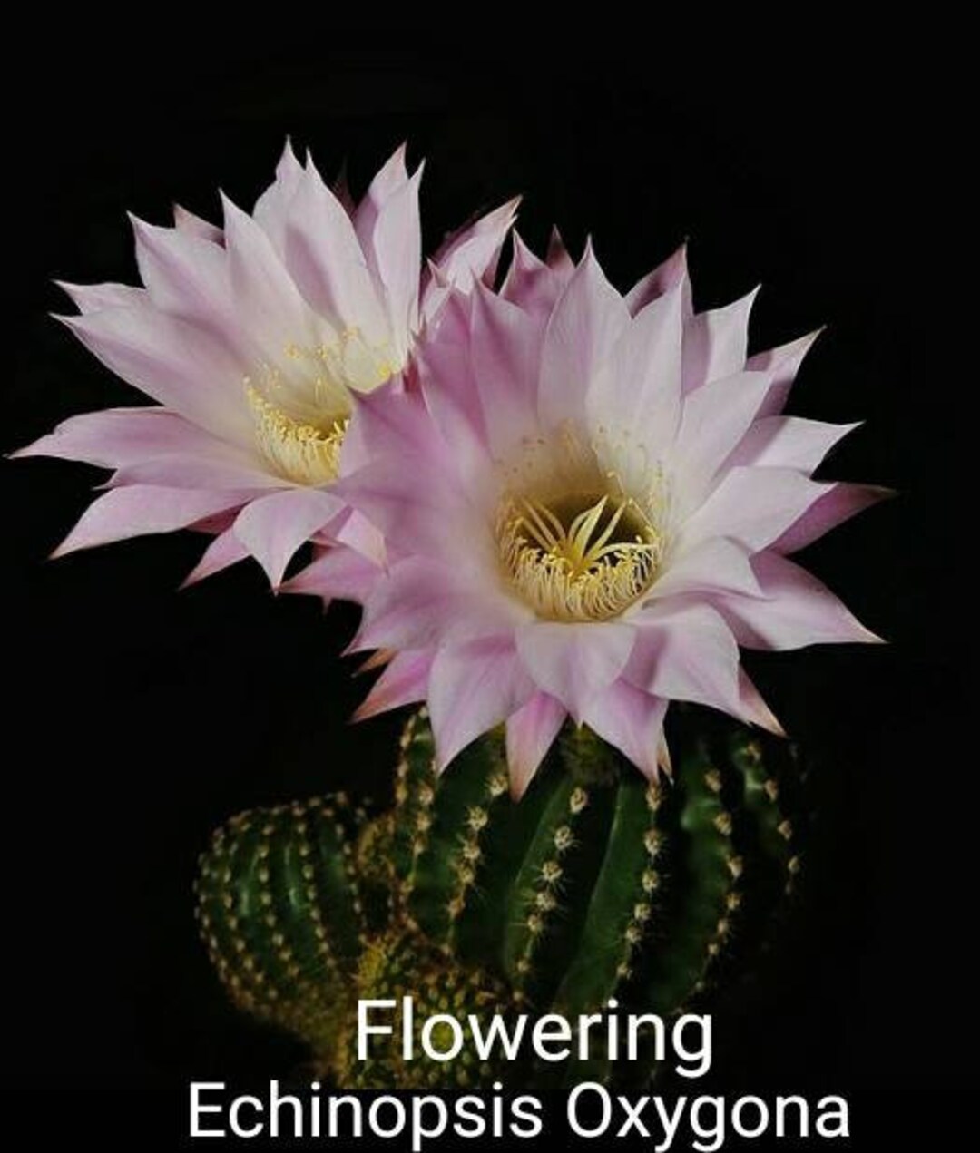 Echinopsis Oxygona, Easter Lily Cactus, Spherical Shape, Fine Faint ...