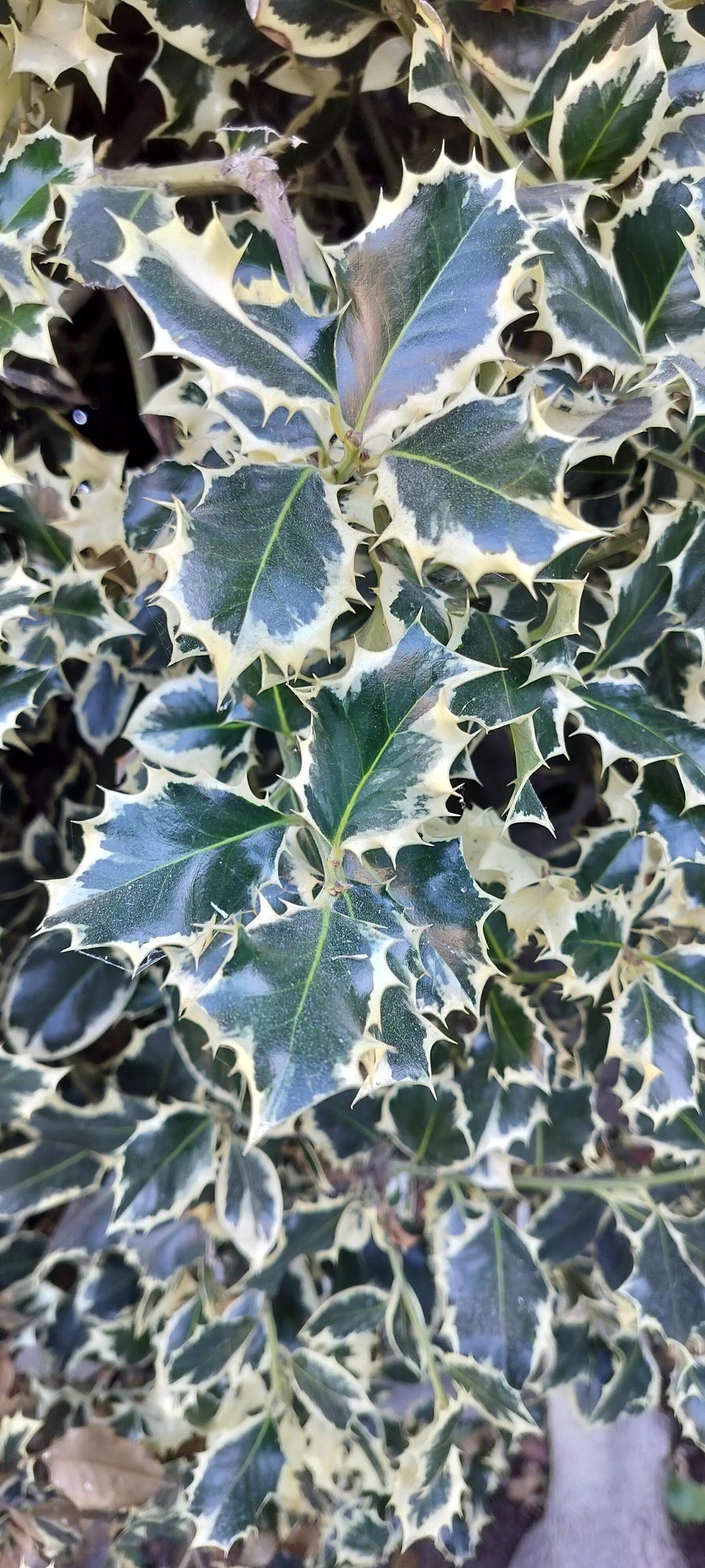 Cuttings of Silver Queen Variegated Holly English Oak Ilex Aquifolium ...