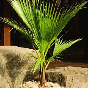Washingtonia Robusta, Mexican Fan Palm, the Skyduster Palm, Fast ...