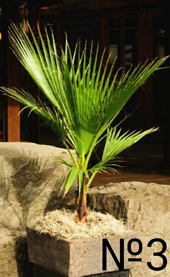 Washingtonia Robusta, Mexican Fan Palm, the Skyduster Palm, Fast ...