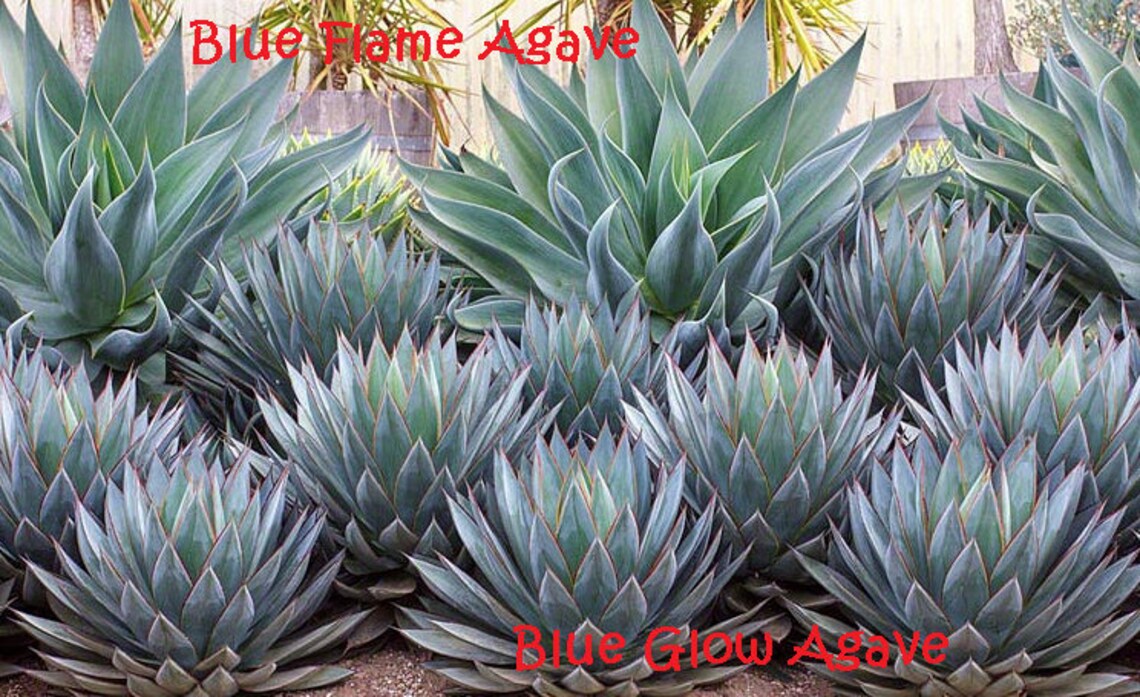 Soft Edged Agave Blue Flame Agave Elegant Blue-green Leaves - Etsy