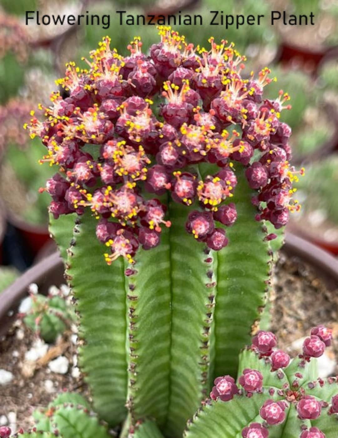 LARGE Euphorbia Polygona Var. Anoplia, Tanzanian Zipper Plant. Hardy in ...