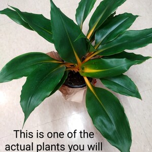 Chlorophytum Fire Flash Plant, Chlorophytum Orchidastrum - Etsy