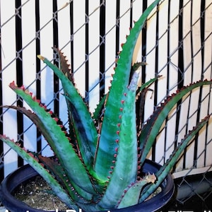 Aloe Divaricata Diablo “mr. Toothy” Aloe, Brilliant Red Teeth at the ...