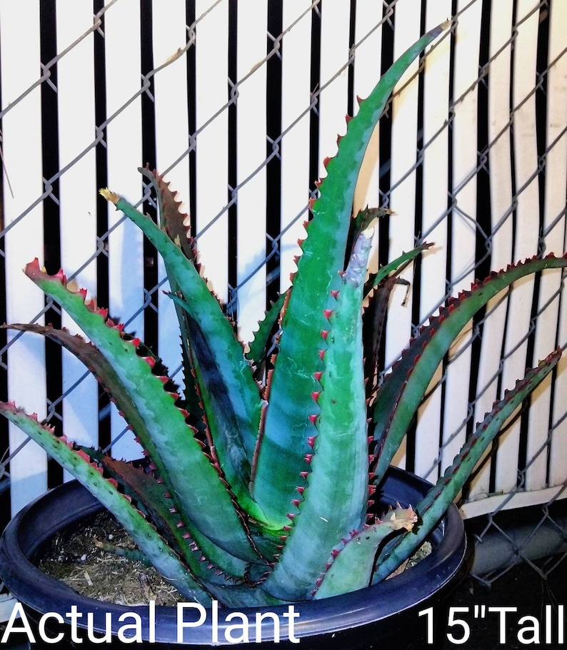 Aloe Divaricata Diablo “mr. Toothy” Aloe, Brilliant Red Teeth at the ...