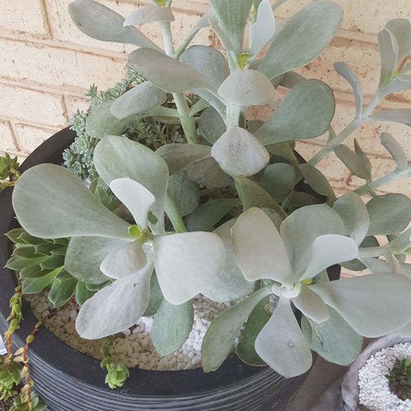 Silver Succulent - Etsy
