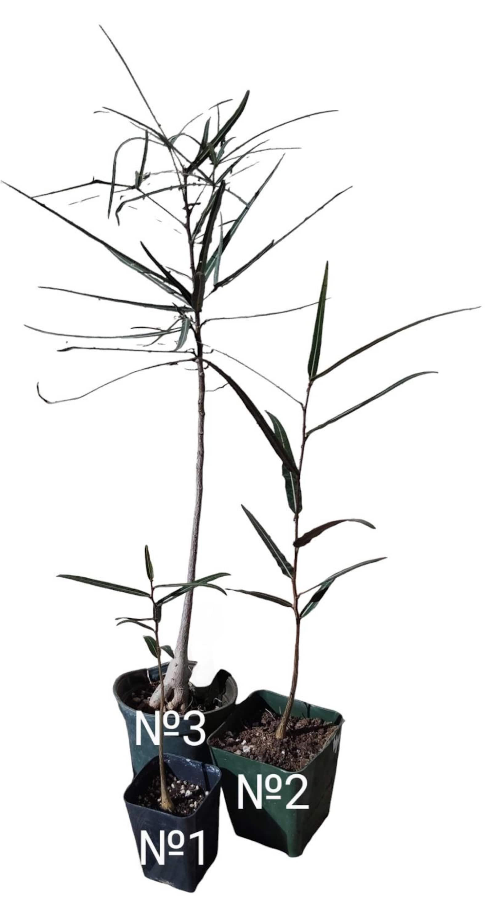 Australian Bottle Tree, Queensland Bottle Tree, Brachychiton Rupestris ...