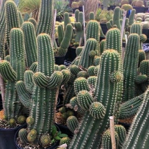 Trichocereus Sun Goddess, Flying Saucer, Red Flower, Handsome Columnar ...