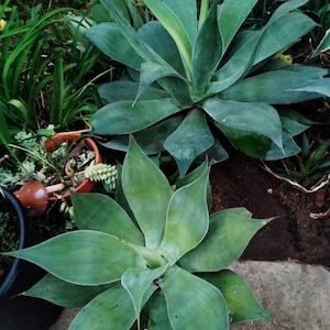 Soft Edged Agave, Blue Flame Agave Elegant, Blue-green Leaves, Water ...