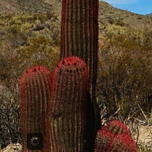 Ferocactus Stainesii, Ferocactus Pilosus, a Clumping Barrel Cactus With ...