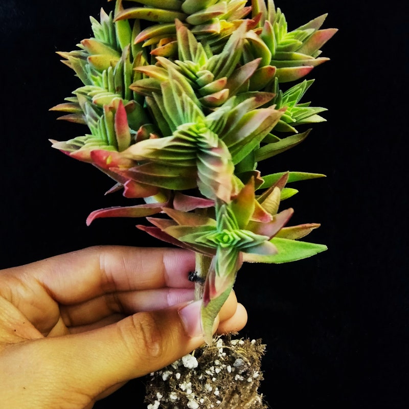 Red Pagoda Crassula - Etsy