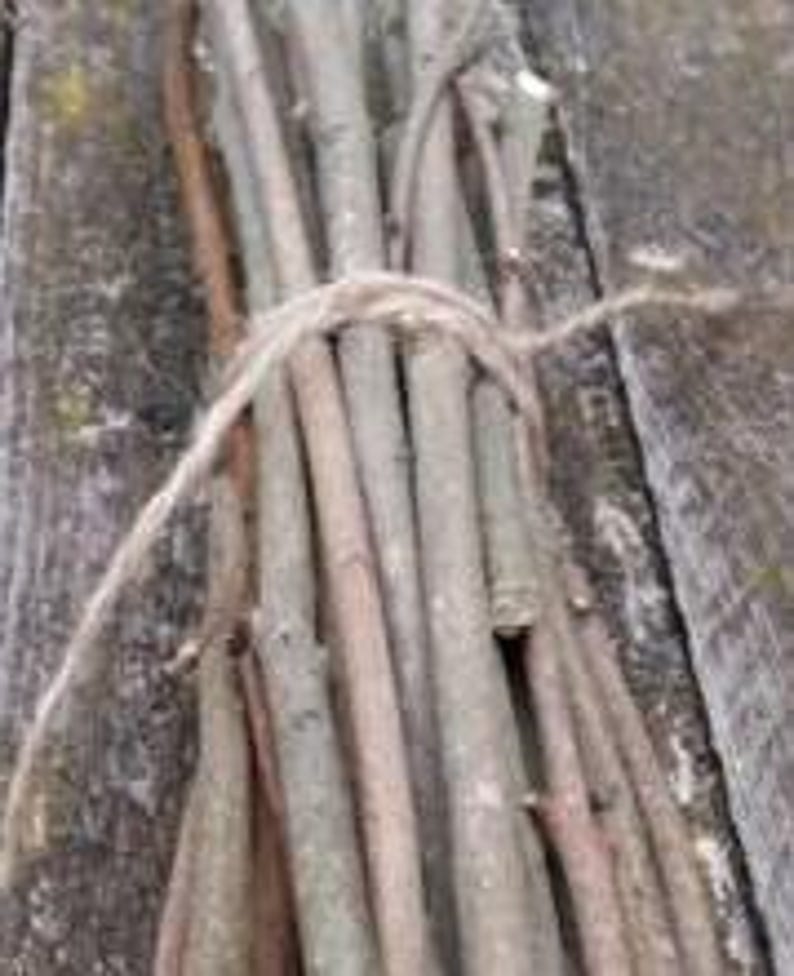 Galaxy or Stark Saturn Peach. Sweet Donut Peach Scions Cutting, No Root ...