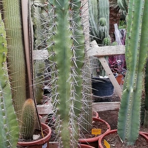 Neocardenasia Herzogiana Cactus. Baseball Bat Cactus. USDA Zone 10 - Etsy