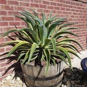 Urn Shaped Rosette Century Plant, Agave Desmetianna Variegata ...