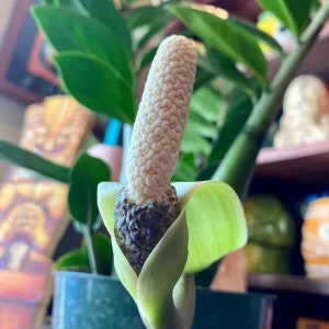 ZZ Plant, Zamioculcas Zamiifolia, Zeze, Zanzibar Gem Tree, Aroid Palm ...