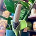 ZZ Plant, Zamioculcas Zamiifolia, Zeze, Zanzibar Gem Tree, Aroid Palm ...
