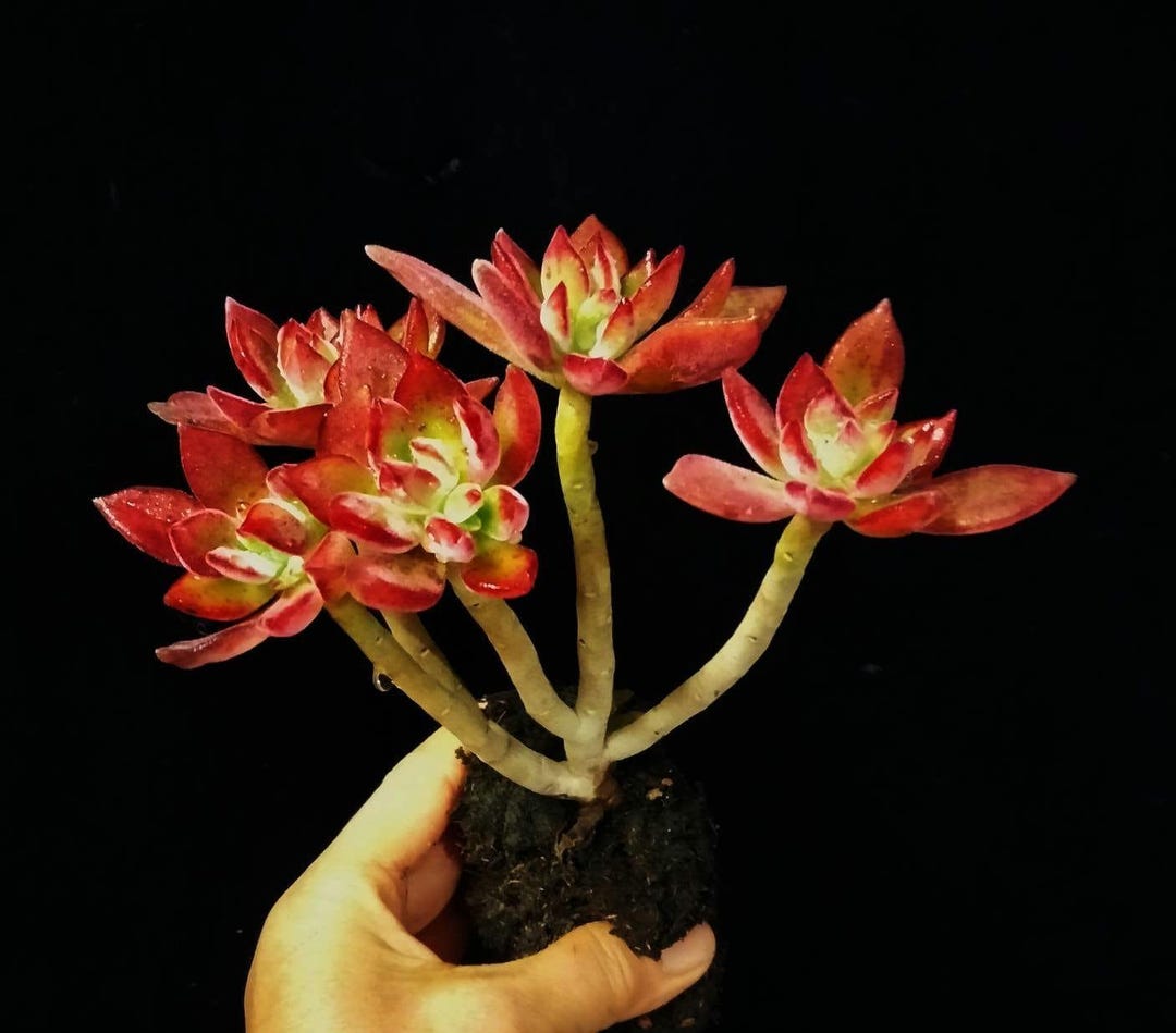 Echeveria Red Devotion Ruby Slippers, Echeveria Pulvinata, Rare Furry ...