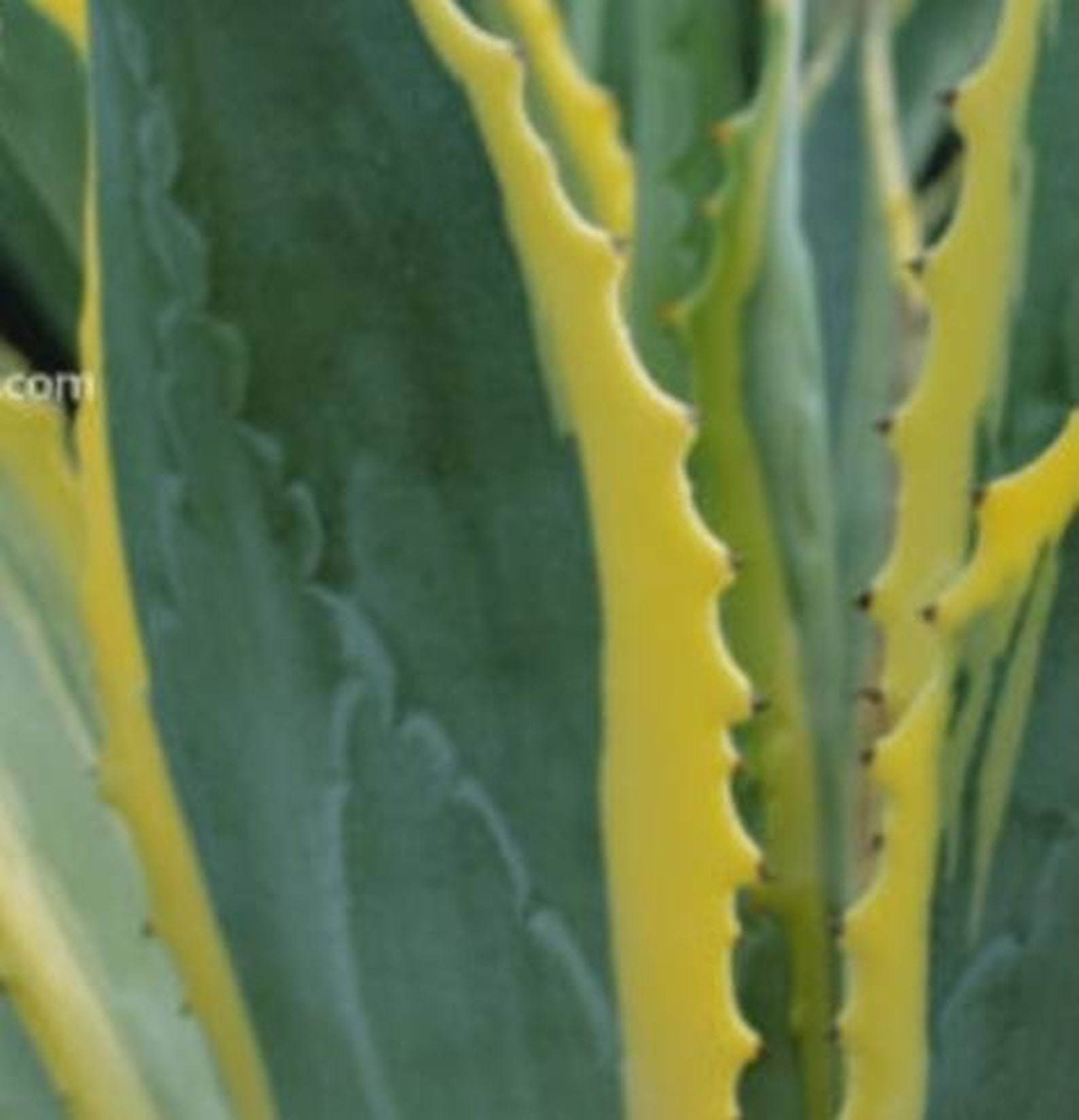 Zone 8 Plant, XL Agave Americana 'marginata' Variegated Century Plant ...
