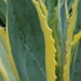 Zone 8 Plant, XL Agave Americana 'marginata' Variegated Century Plant ...