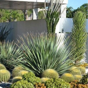 XL Dasylirion Wheeleri, Desert Spoon, Spoon Flower, Spoon Yucca, Used ...