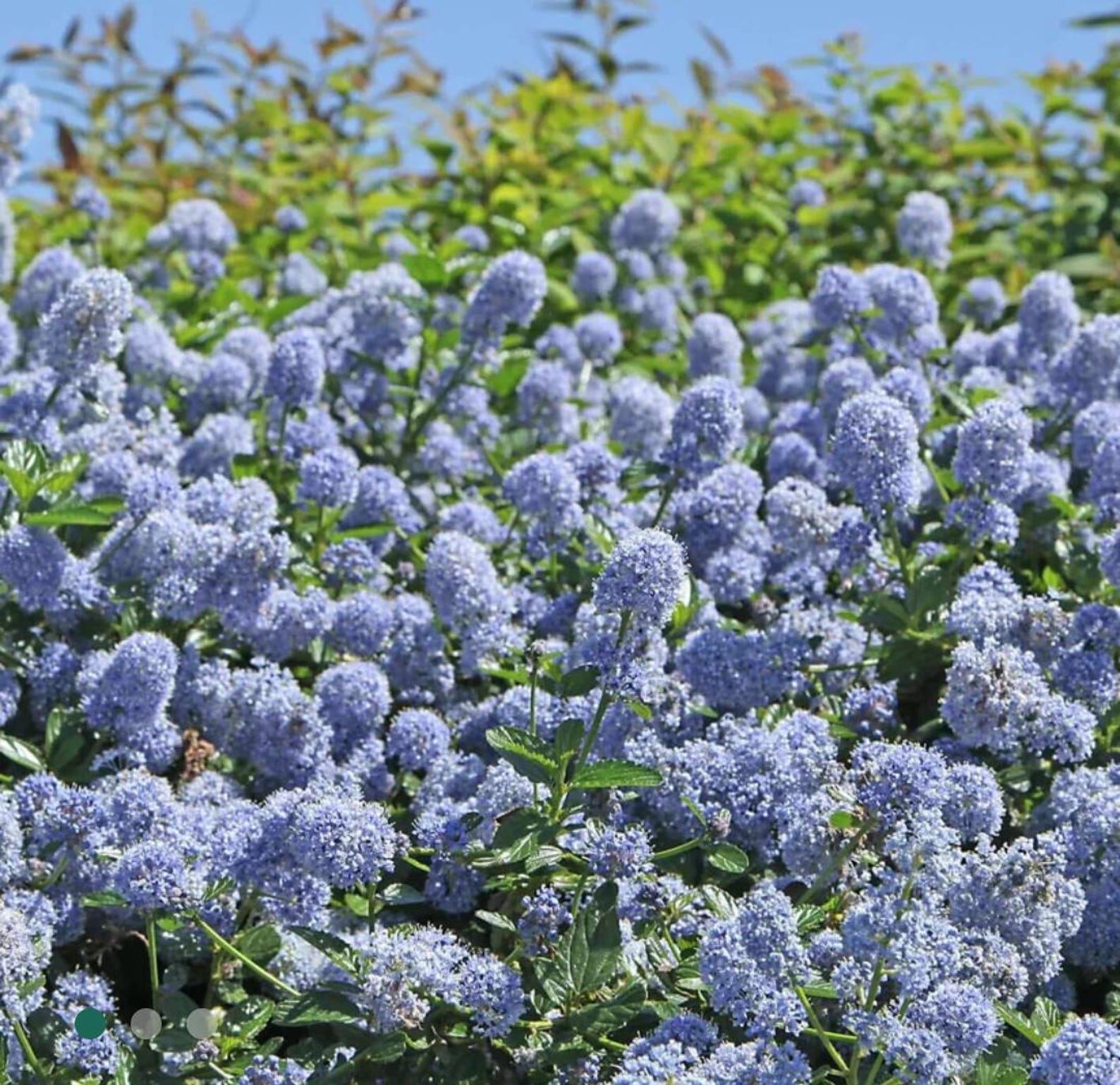 California Lilac, Ceanothus Thyrsiflorus. USDA Zones 7-10. Cuttings - Etsy