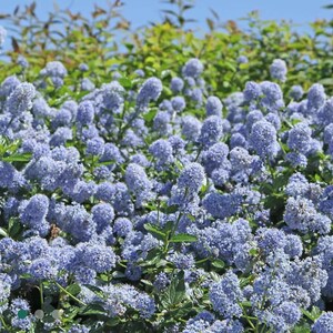 California Lilac, Ceanothus Thyrsiflorus. USDA Zones 7-10. Cuttings - Etsy